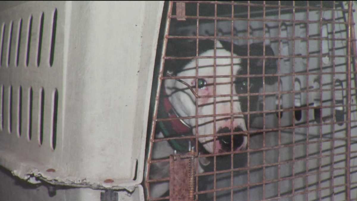 Baltimore-based dog-fighting ring busted