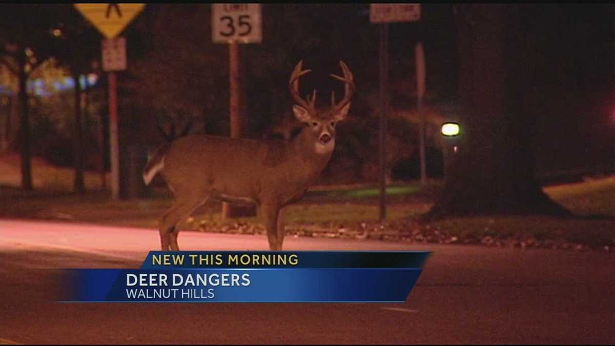 Deer dangers to drivers on increase