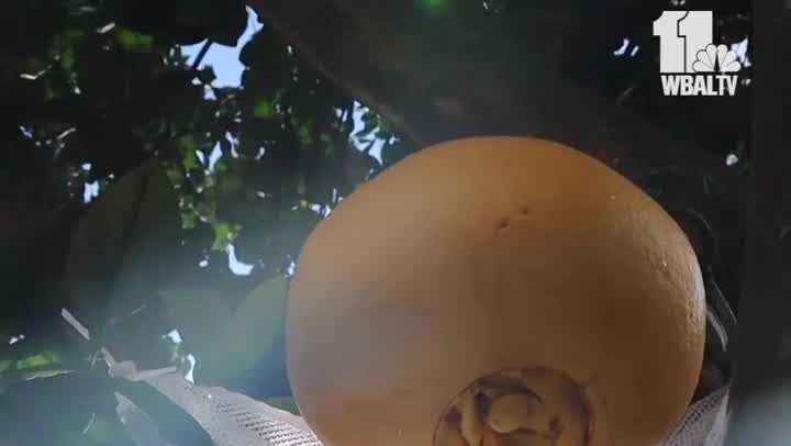 That's a huge grapefruit! It broke a record!