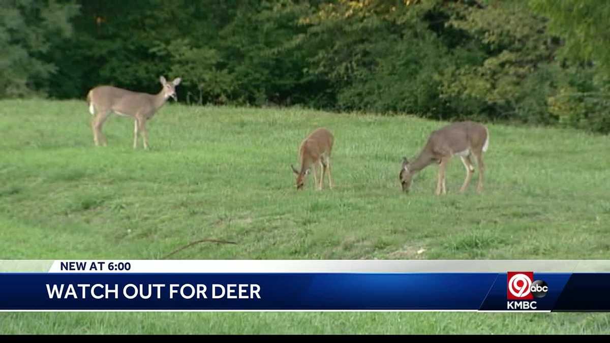 Drivers being warned to remain on the lookout for deer