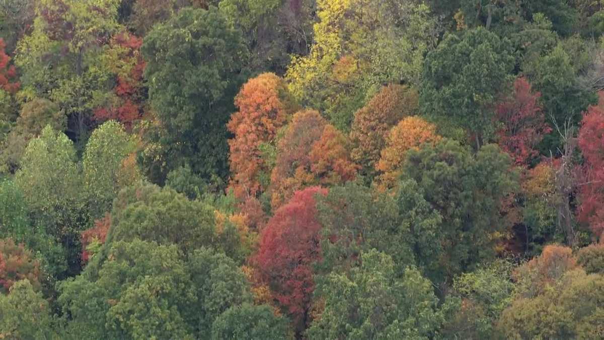 Fall colors emerging at Jefferson Memorial Forest in Louisville