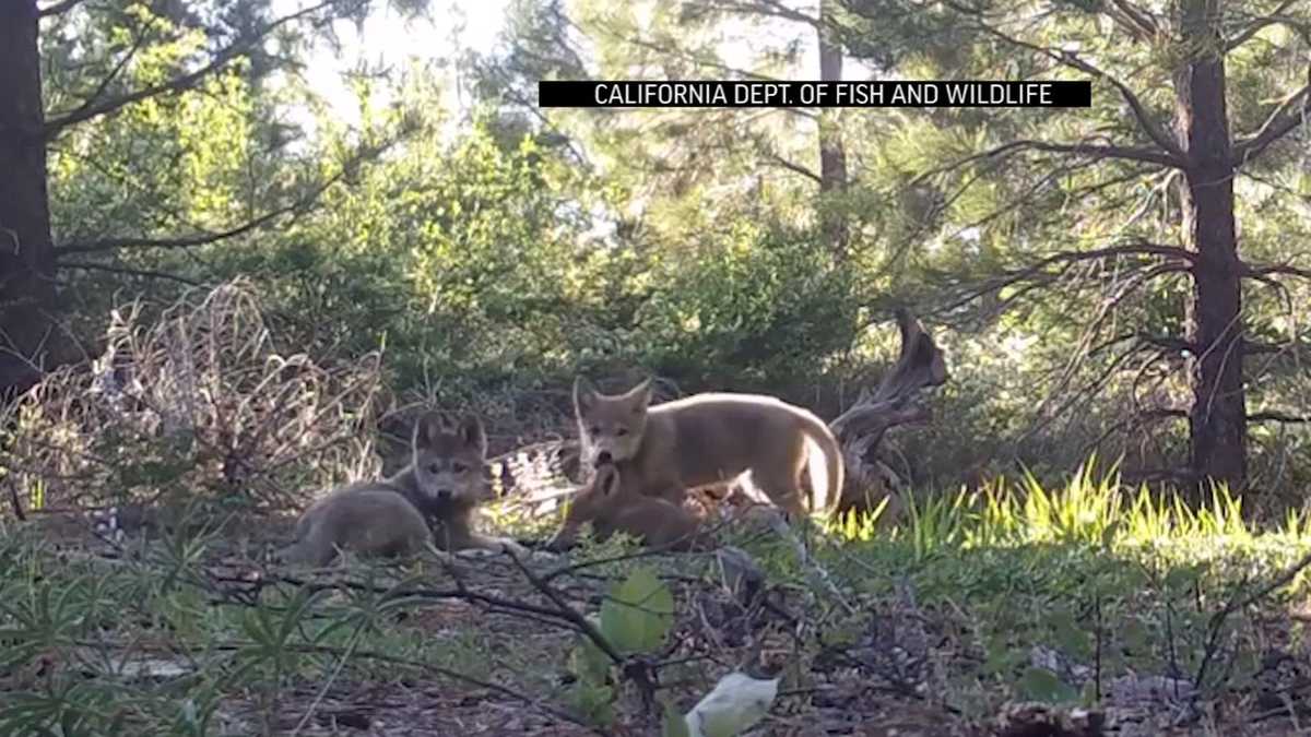 California's only known wolf pack adds 3 pups