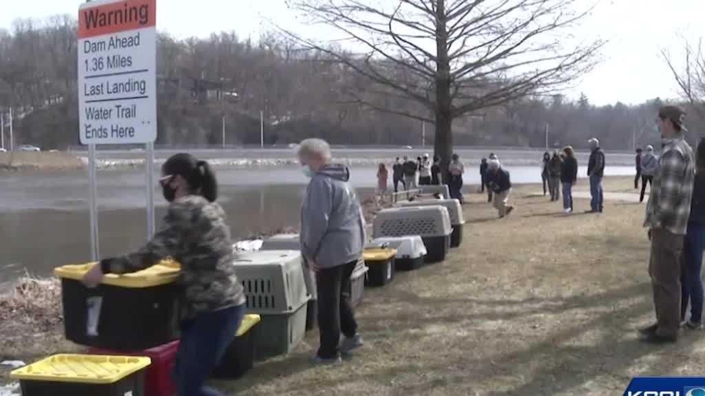 Dozens of rehabilitated geese released after treatment for mysterious ...