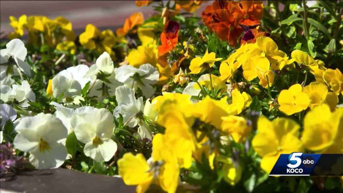 Dreaded cedar pollen season moves in Oklahoma