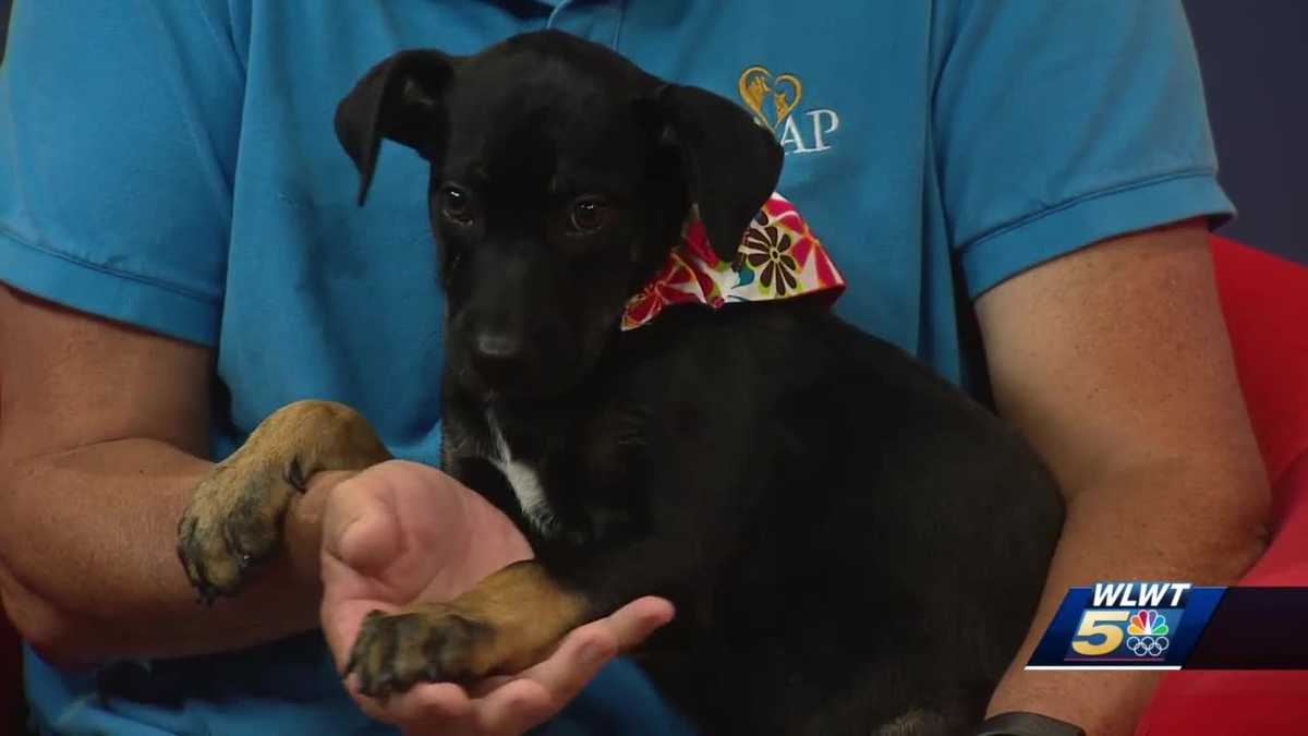 Meet these pets up for adoption through Stray Animal Adoption Program