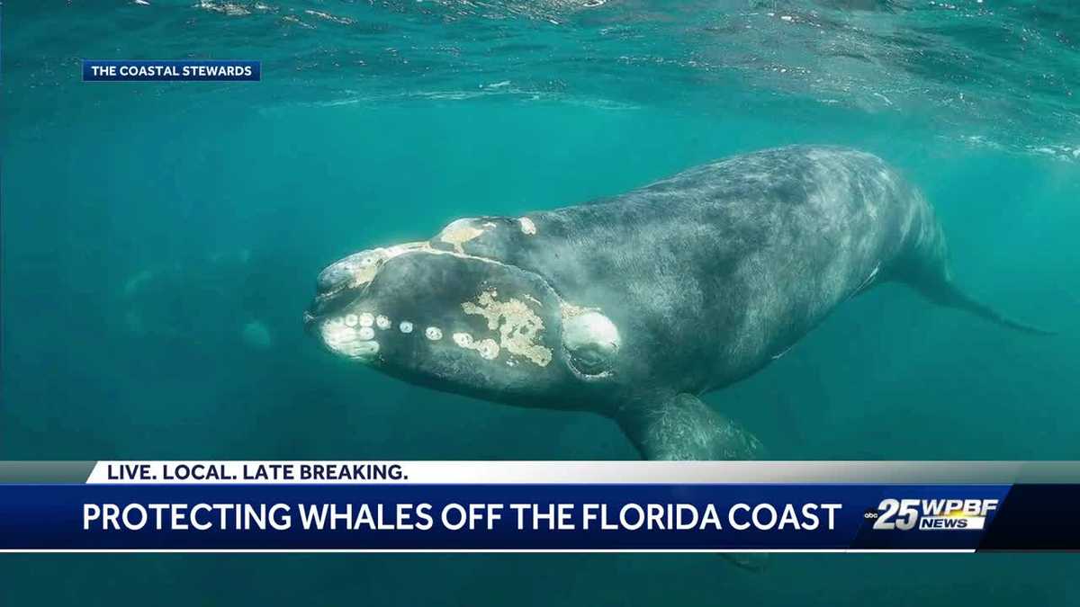 Keeping whales safe during North Atlantic right whale season