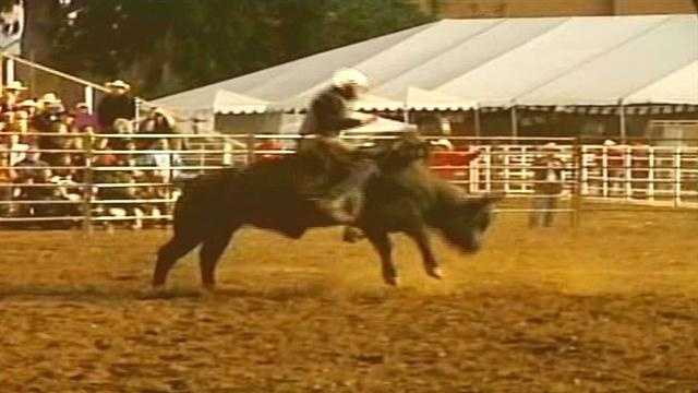 Bull riders compete at the Salinas Sport Complex