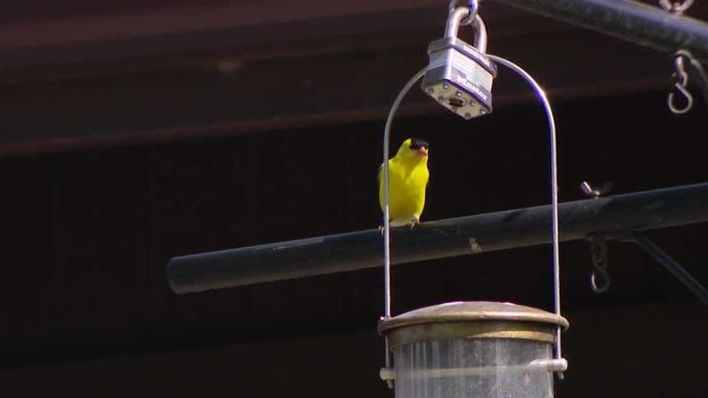 Scientists look at ways climate change impacts birds over time