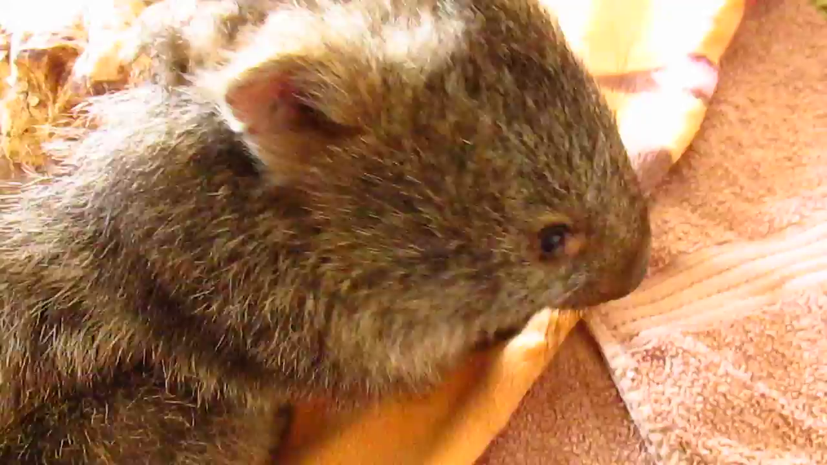 Orphaned Wombat Recovers After Being Attacked and Left for Dead
