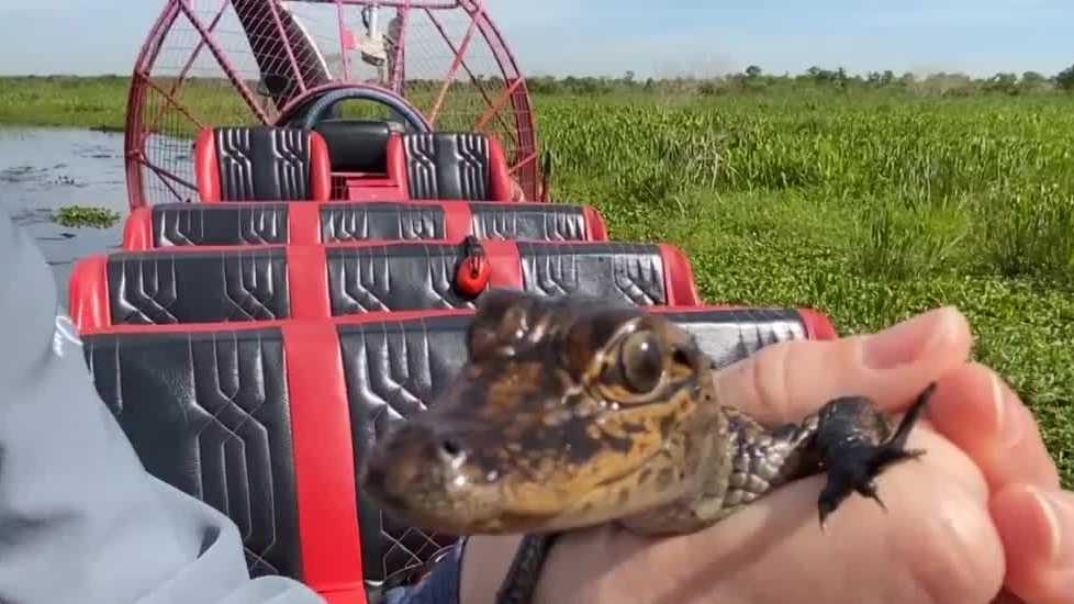 The dangerous job of alligator conservation and the fight to save ...