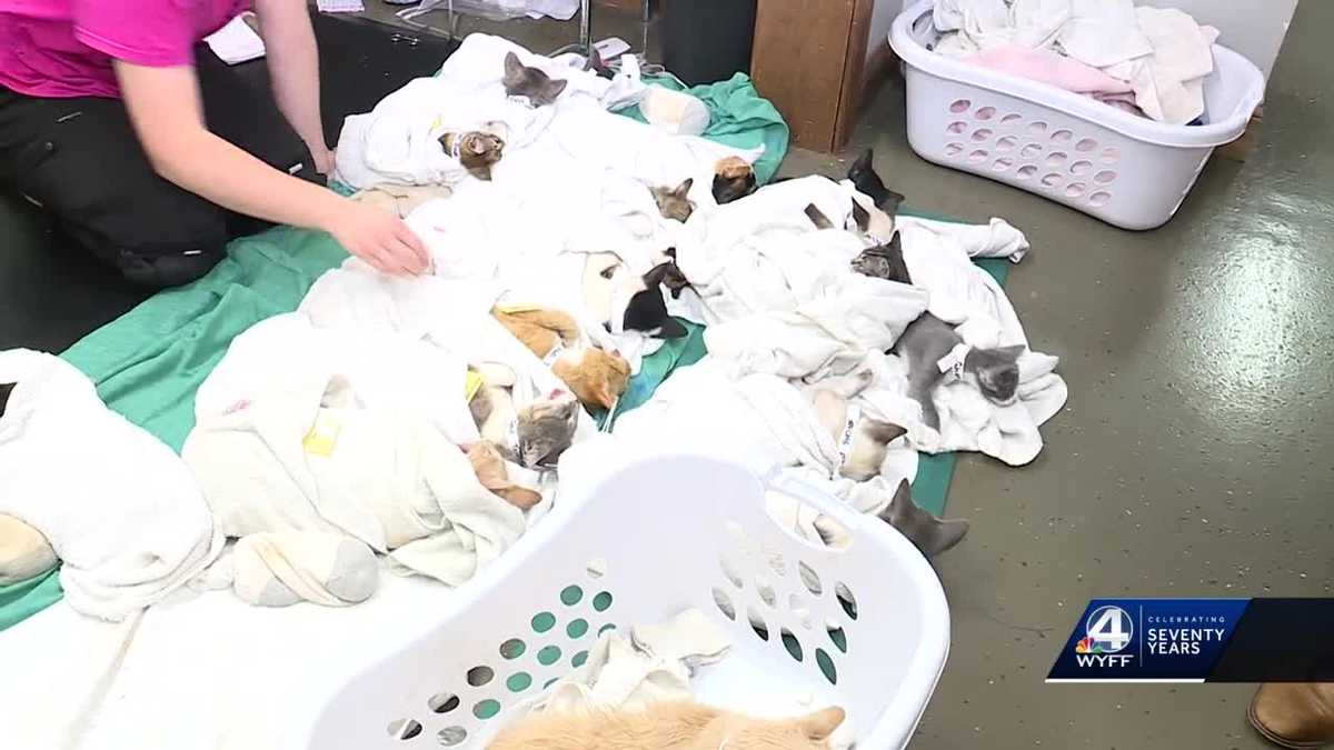 SC: Thousands of feral cats continue to be saved, milestone reached