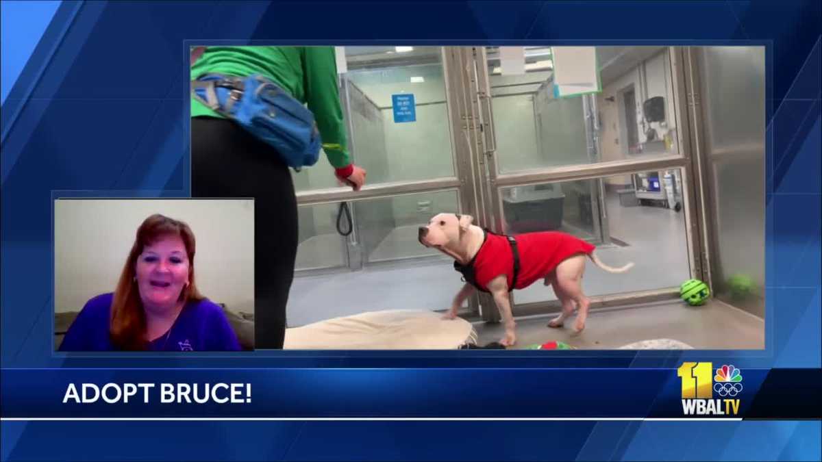Maryland SPCA encourages pet adoption