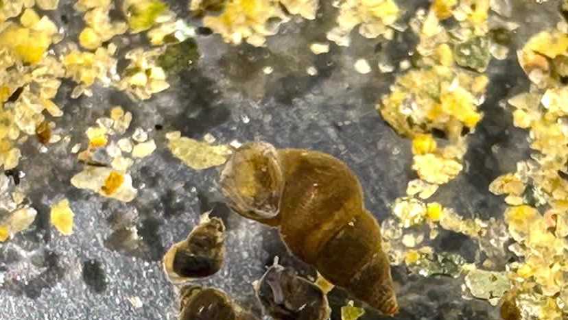 Invasive New Zealand mud snails found in Lake Tahoe