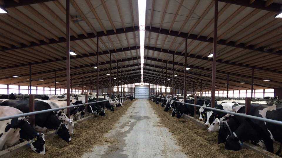 Robotic milkers transform dairy farms