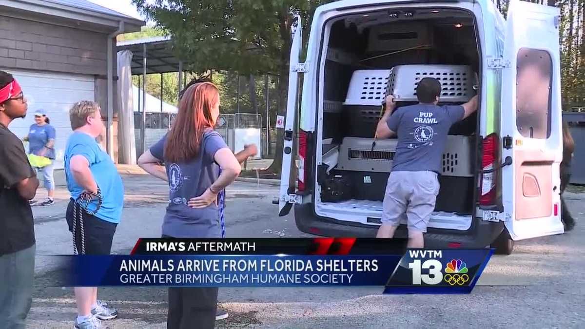 Greater Birmingham Humane Society takes in Florida shelter animals