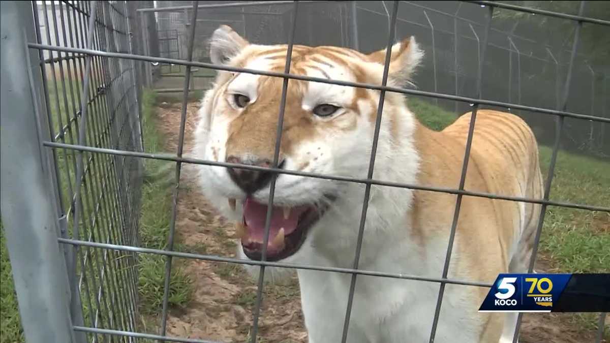 Tiger King: Looking at where Joe Exotic's tigers are now