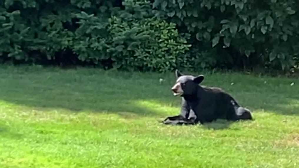 Forest officials issue advisory after bear encounters on NH trails