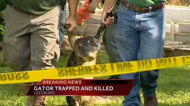 Alligator bites off woman's arm after fall into canal in Leesburg