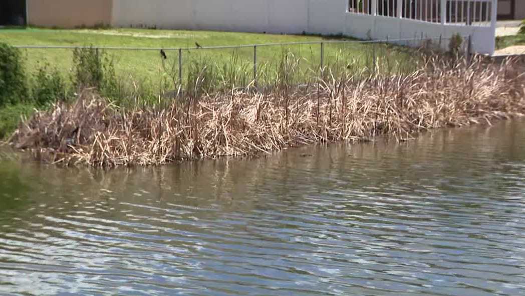 Cape Coral residents voice concerns over cattail overgrowth in Nova Canal