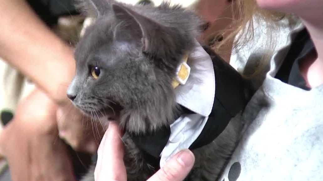 Omaha Film Festival showcases '25 Cats of Qatar' movie