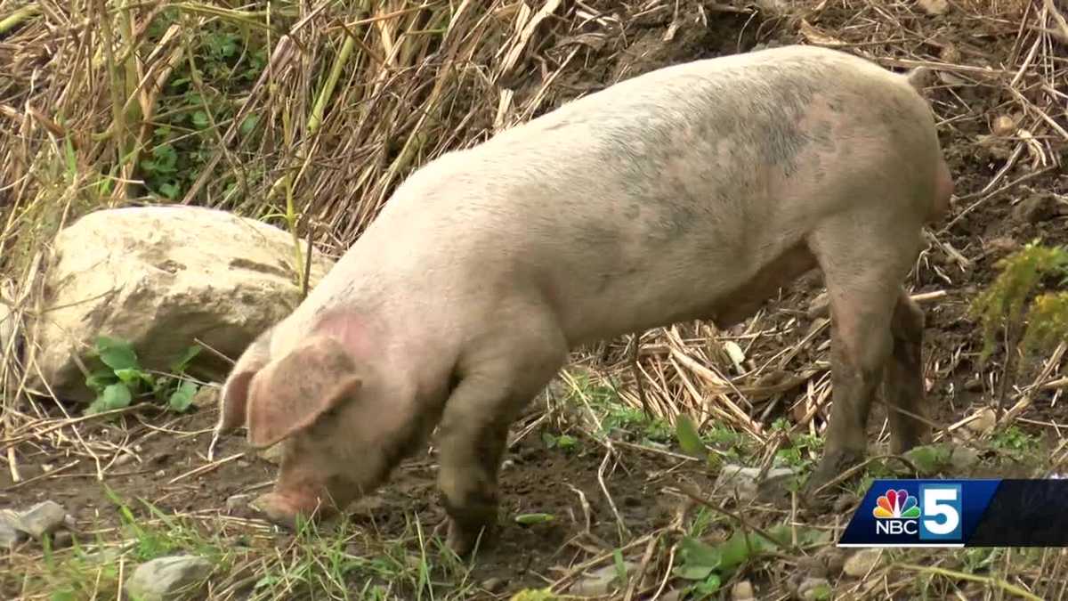 Farmer faces at least $100,000 in fines for loose pigs