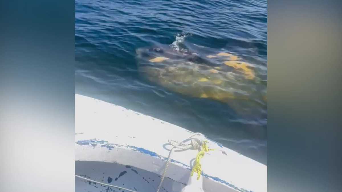 Giant sunfish spotted off of Harpswell, Maine coast
