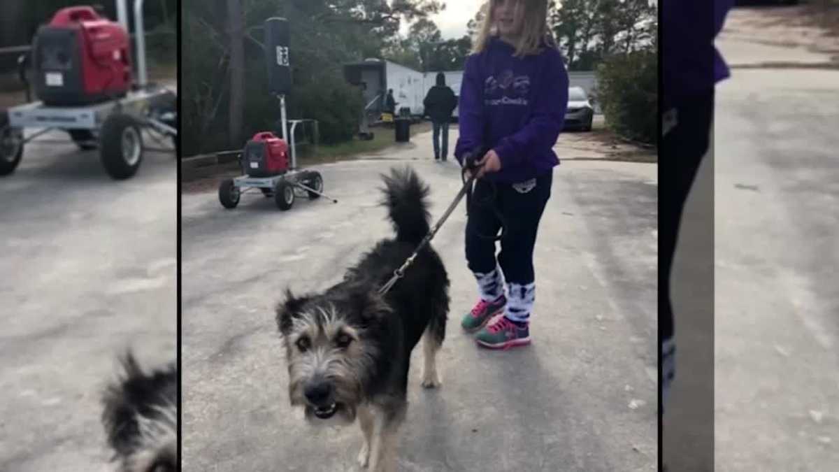 AZ shelter dog to star in Disney's 'Lady and the Tramp'