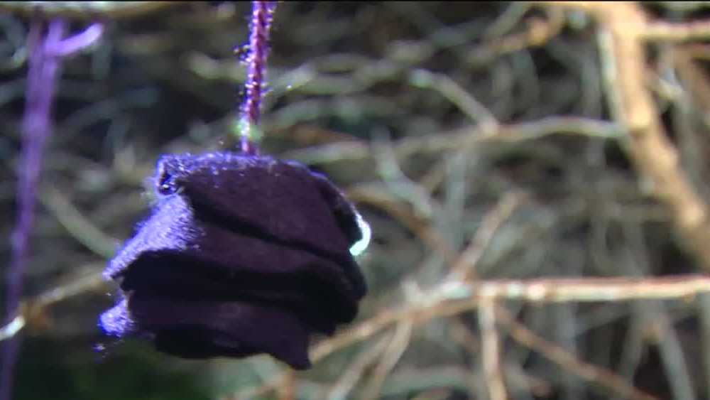 Trees outside Allegheny County Courthouse decorated with purple roses ...