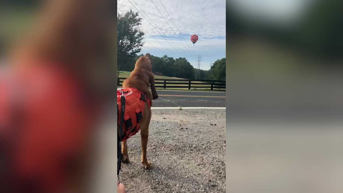 South Carolina: Hot air balloons make coonhound howl on video