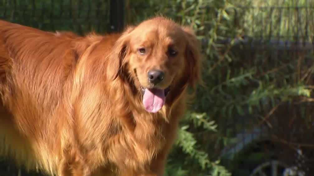 NHS and DCSO team up to combat off-leash dog attacks