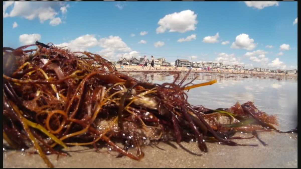 Large amounts of seaweed takeover York Beaches in Maine