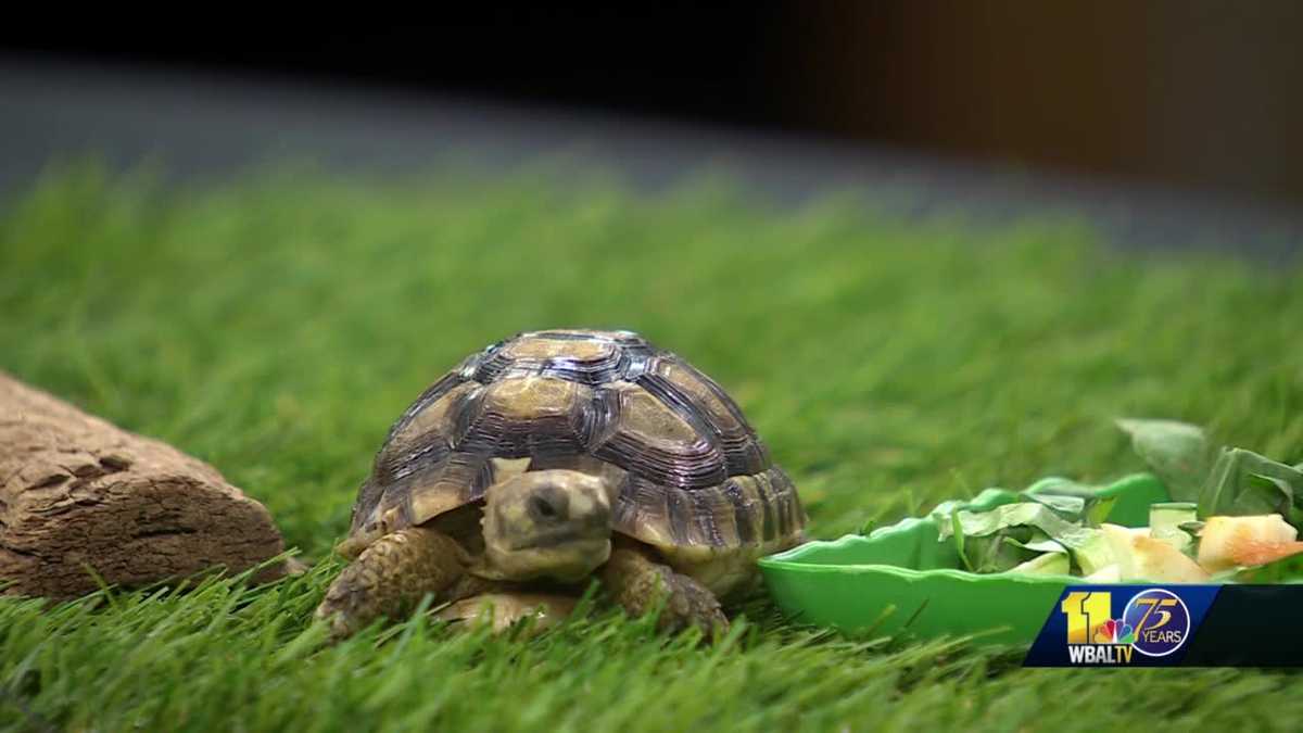 Maryland Zoo previews upcoming events with Juno the tortoise
