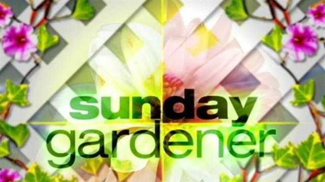 Sunday Gardener: Attracting hummingbirds