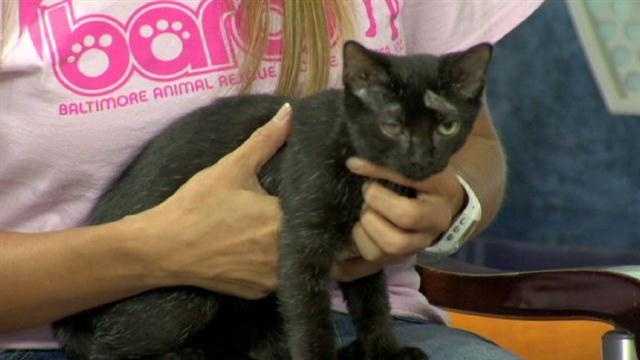 Cats make perfect fall furry friends