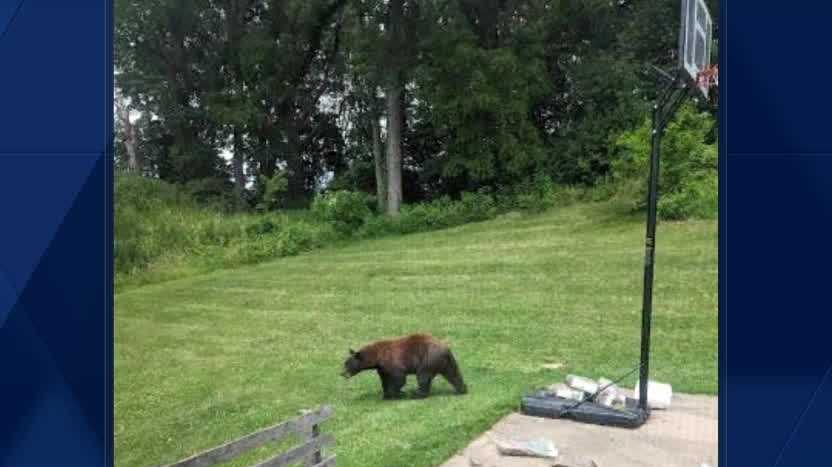 Iowa DNR confirms black bears seen in Eastern Iowa