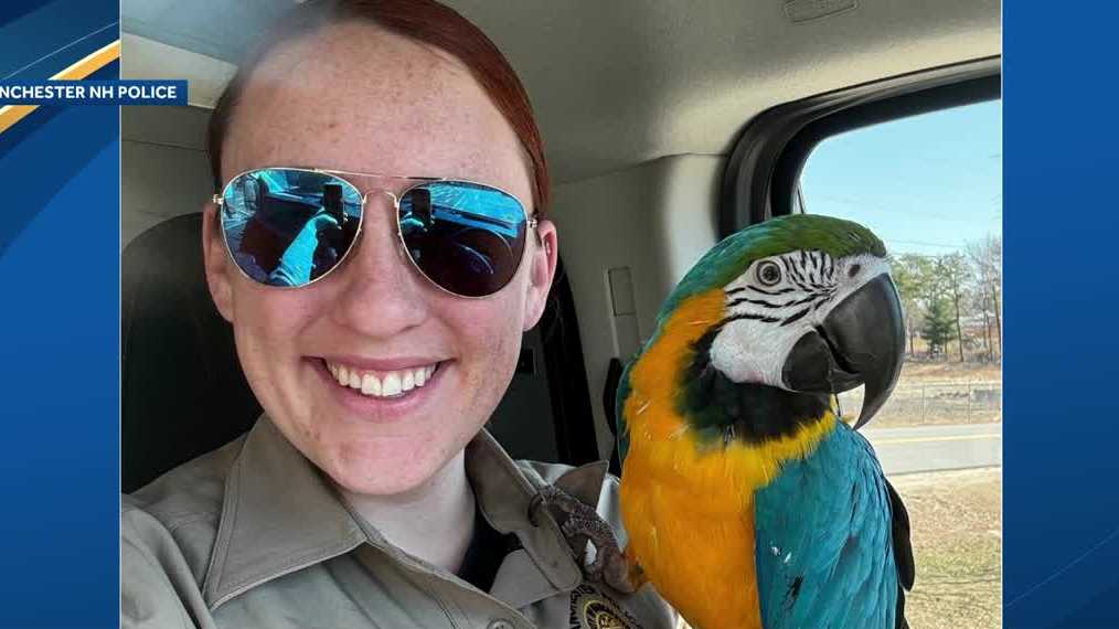 Manchester, New Hampshire police reunite macaw with owner
