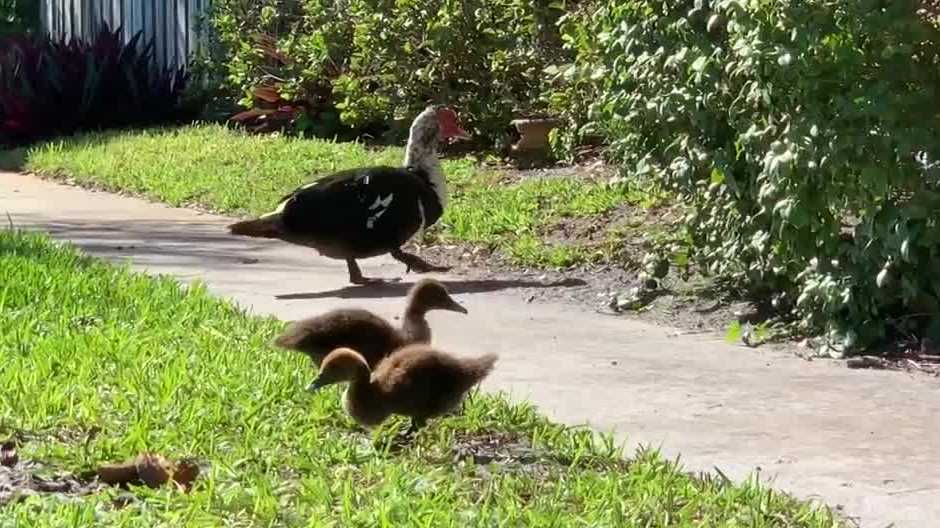 'I pretty much knew they were killing the ducks.'