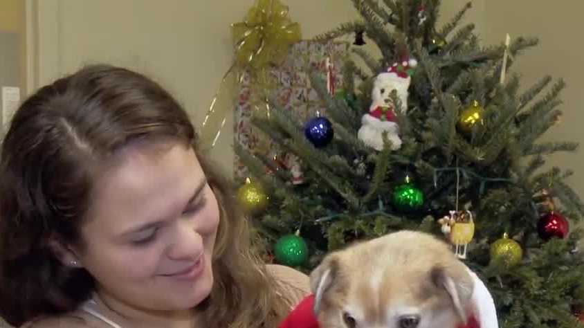 Inquiries pour in for Noseless dog named Sniffles