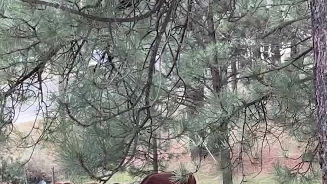 Horse hangout in Ruidoso