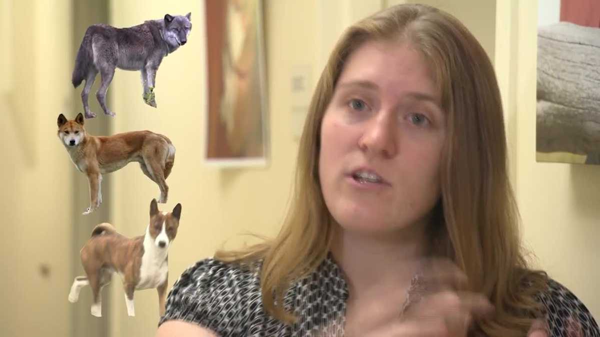 The Dingo is key to evolutionary history of dogs