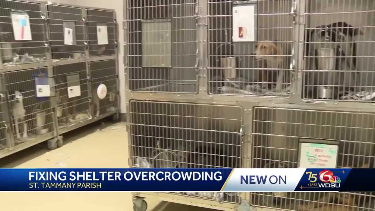 Louisiana Pet Overpopulation Council giving grants to pet shelters