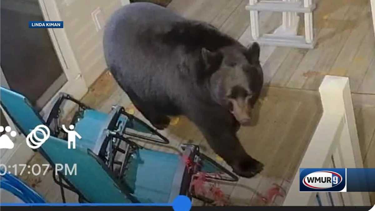 Bedford, New Hampshire bear sighting in early November