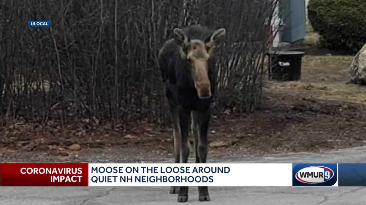 Photos: Moose spotted in New Hampshire neighborhoods
