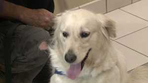 Dog facial recognition app credited with reuniting family