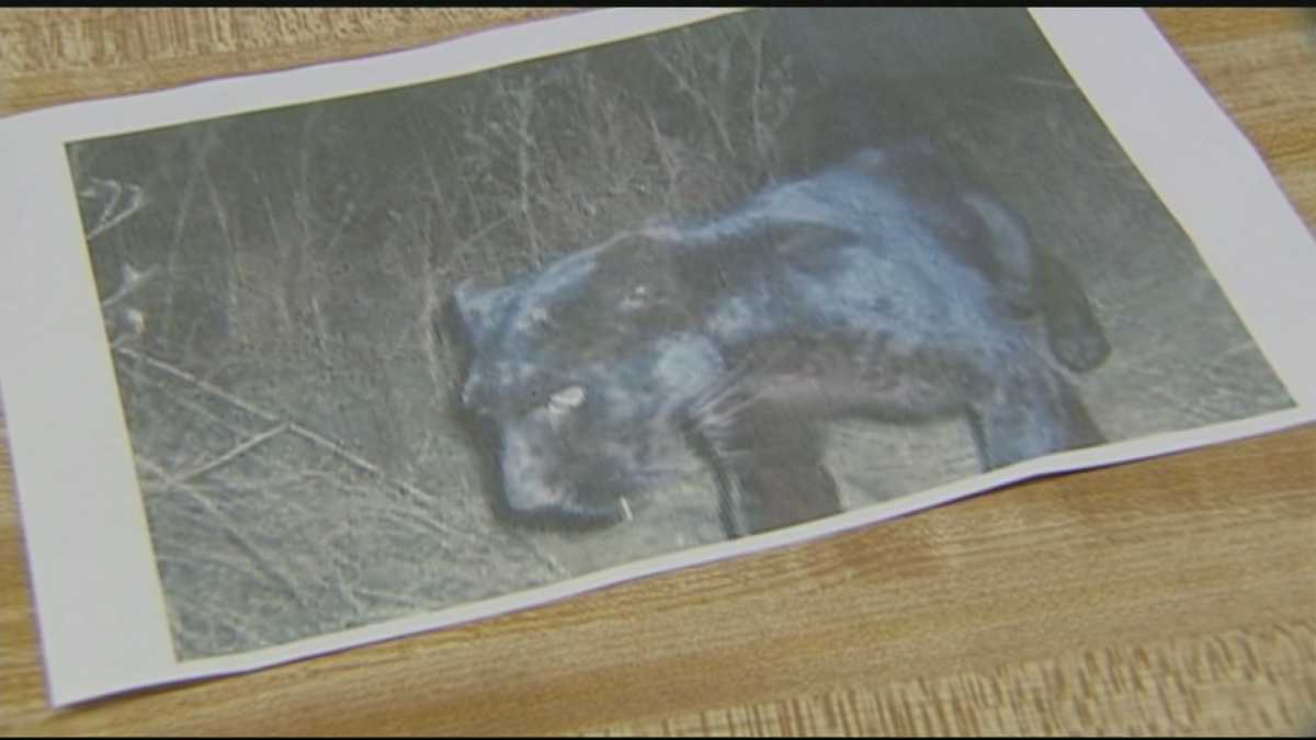 NC residents alarmed by black panther sightings
