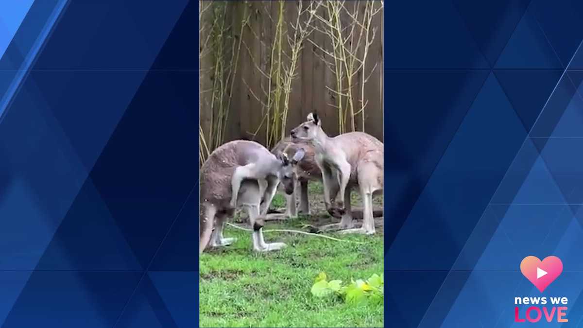 WATCH: Cincinnati Zoo kangaroos go head to head in playful bout