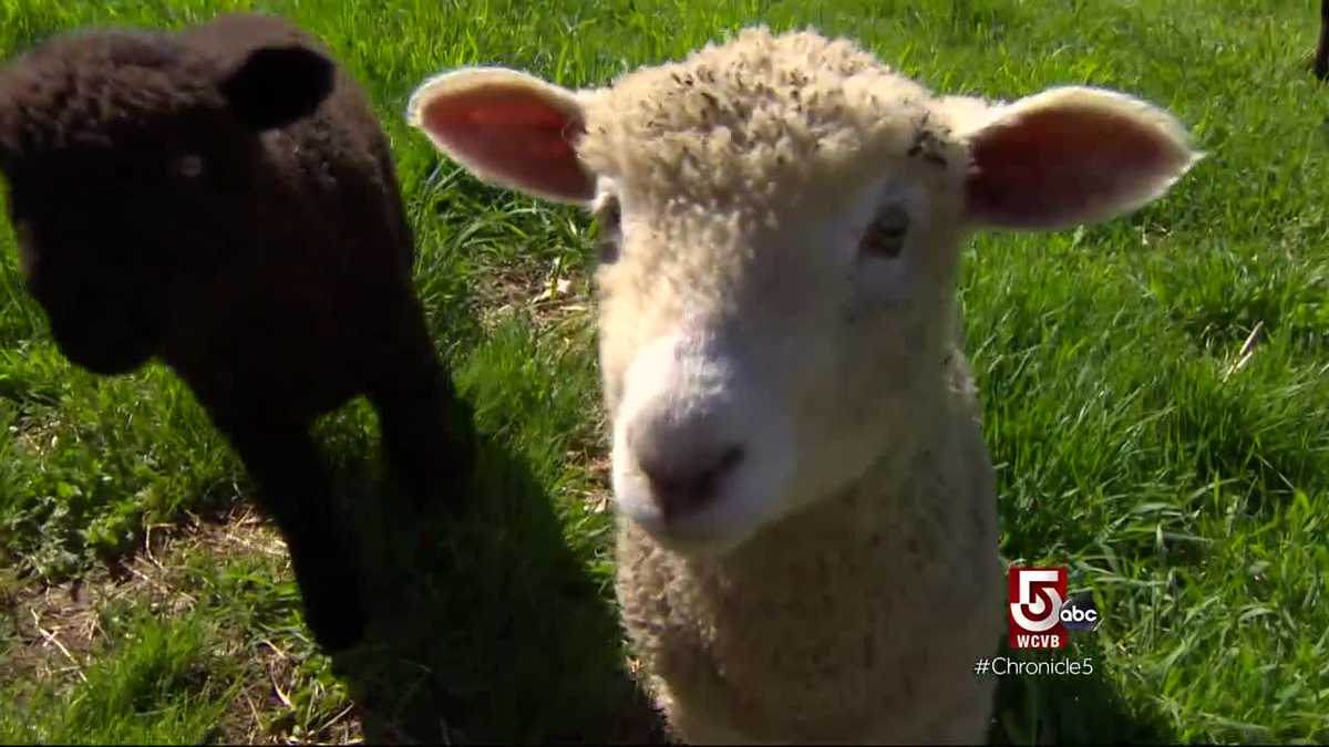 Creature Feature: Drumlin Farm