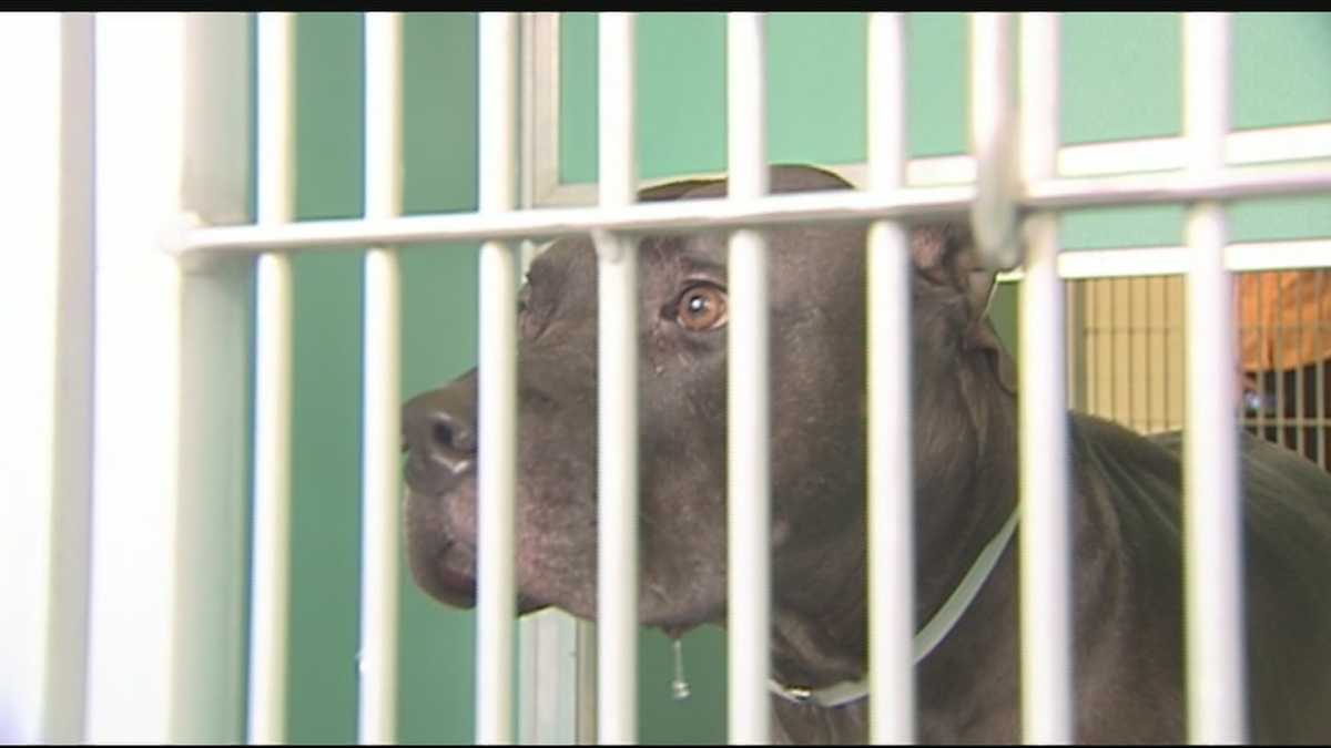 Yorkshire terriers killed in dog attack