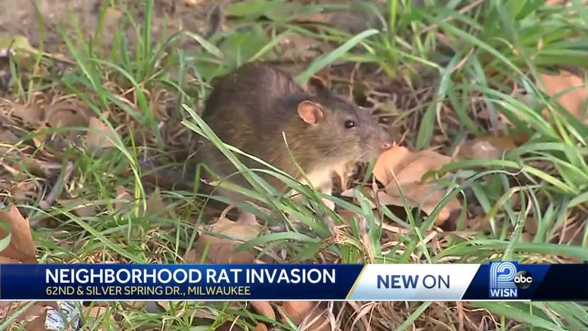 'It's bad': Residents say rats plague Milwaukee housing complex