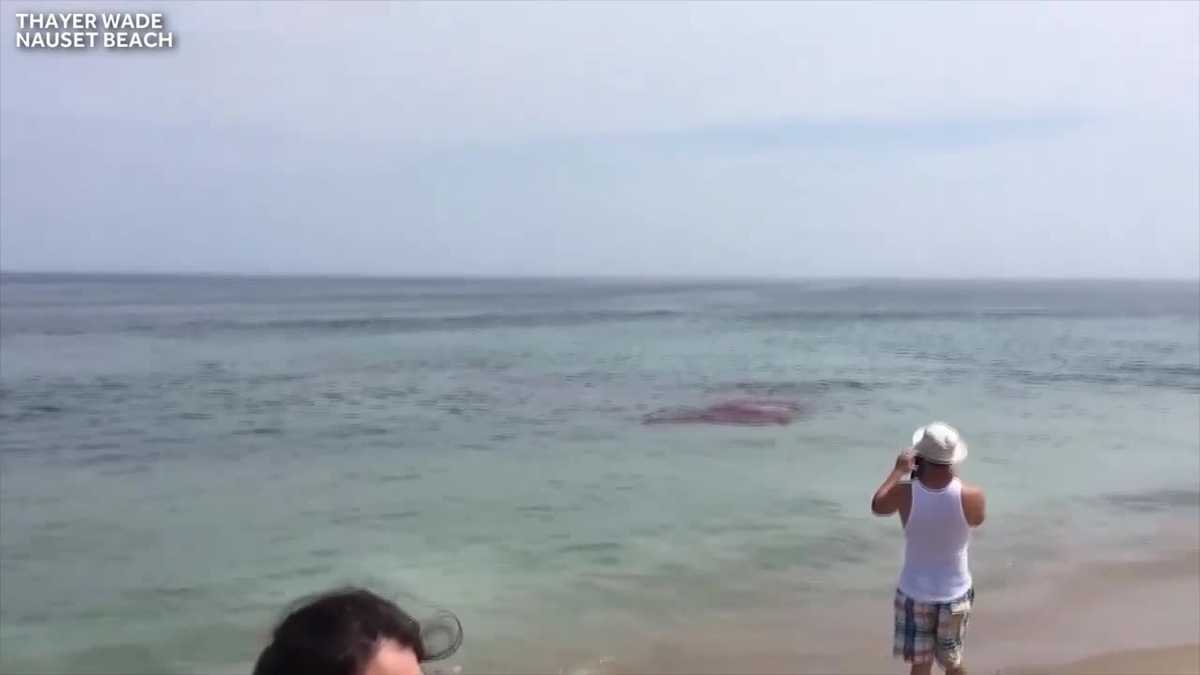 Video shows shark attack feet away from Cape Cod surfers